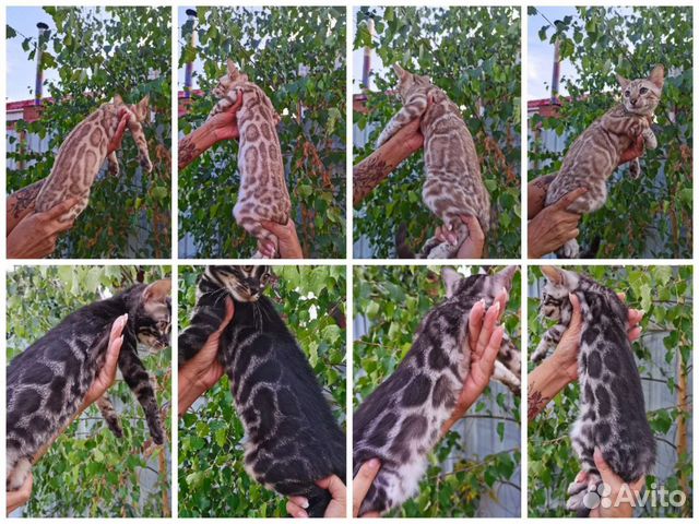 Бенгальские котята минк, уголь, серебро, браун