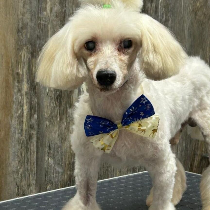 Дед Митяй мечтает о любви, покое и сытости