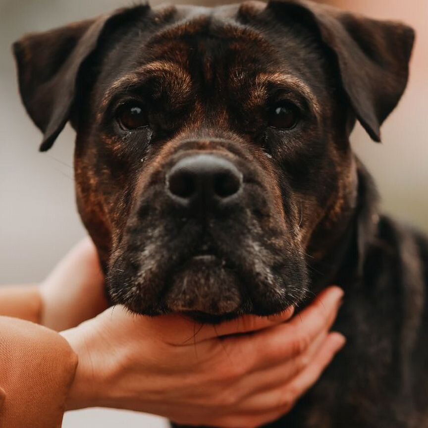 Американский стаффордширский терьер, взрослая собака