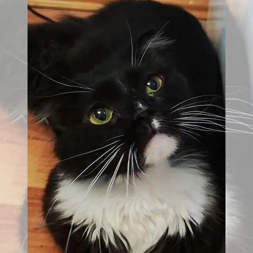 Взрослый кот в добрые руки