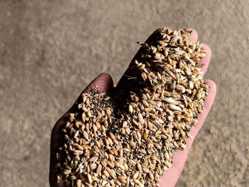 Пшеничные отходы