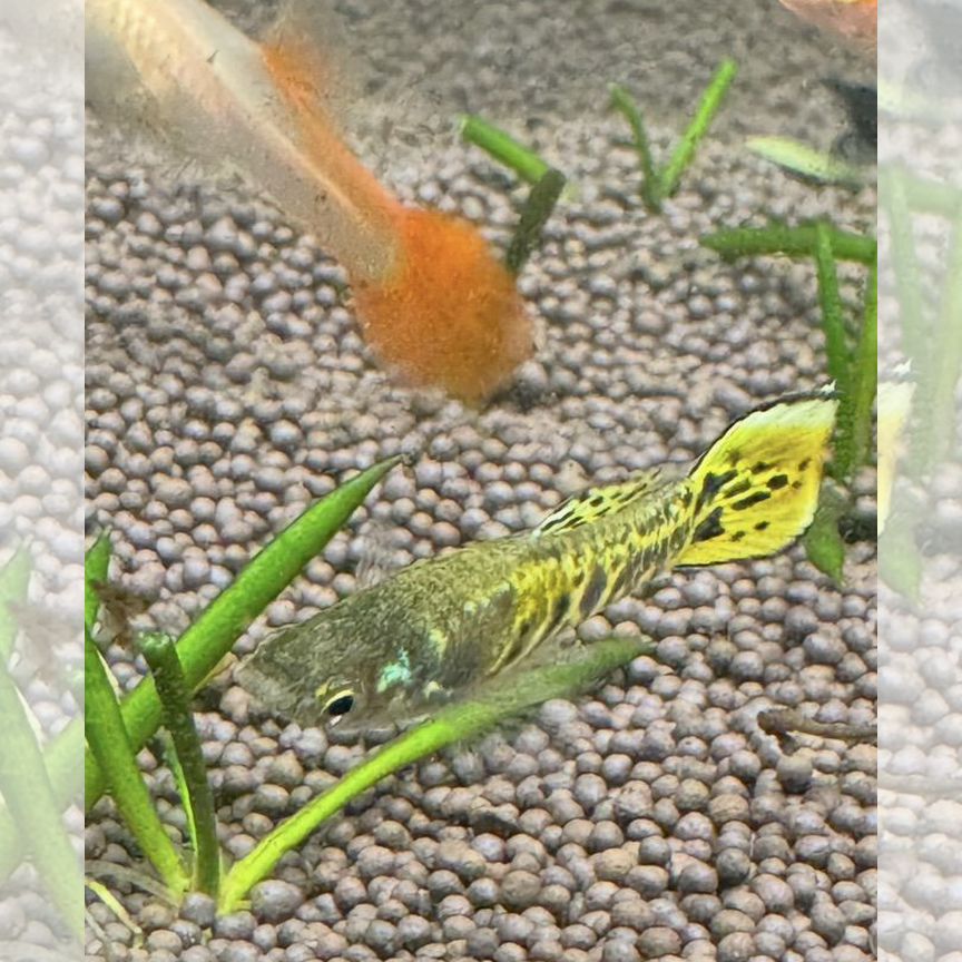 Самец гуппи