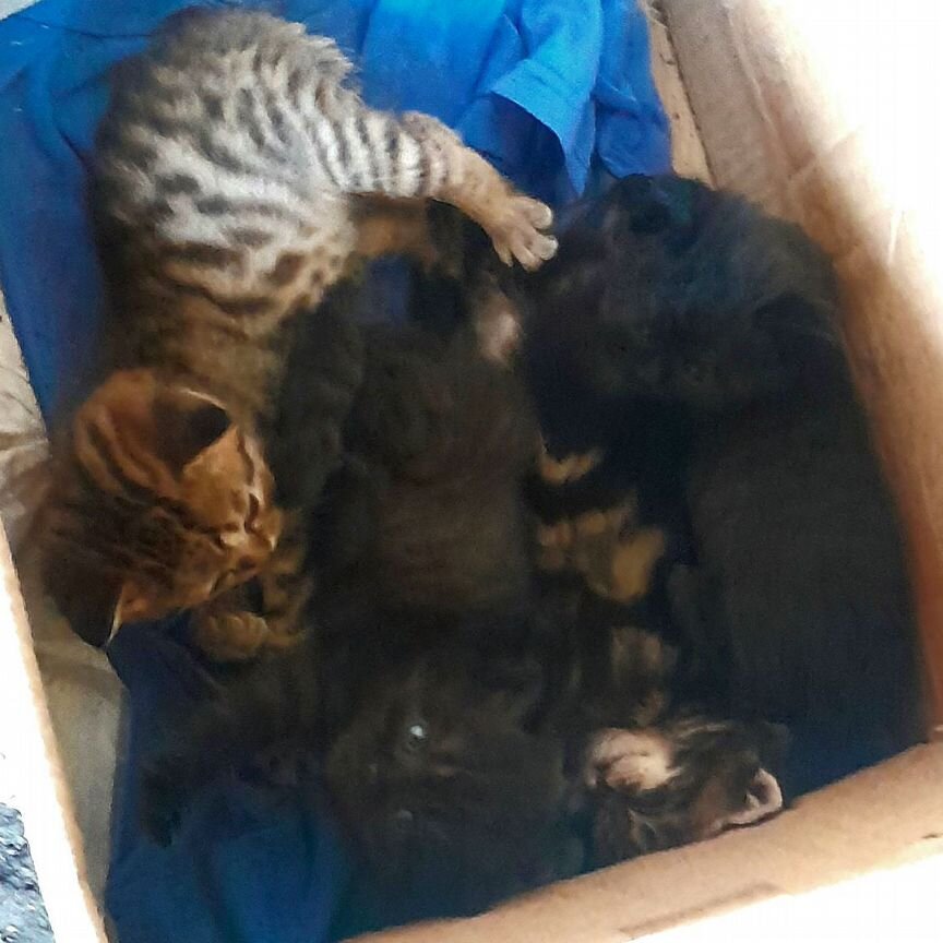 Котята в добрые руки 1 месяц бесплатно