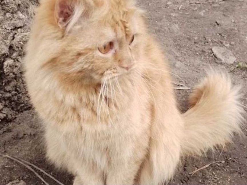 Котик