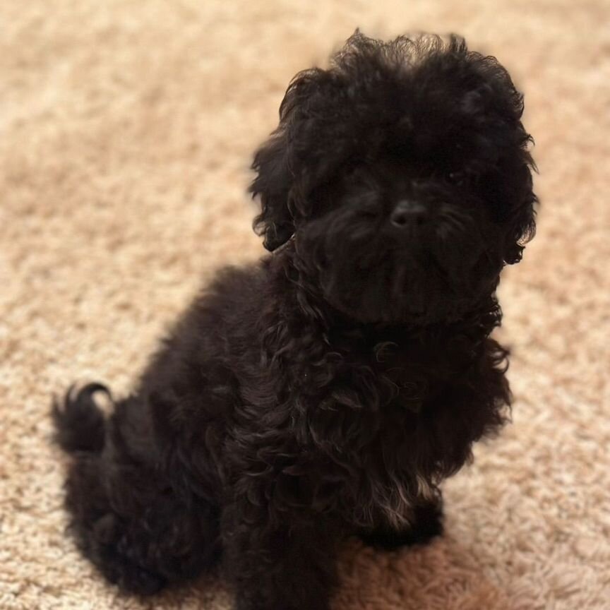 Мальтипу подростки