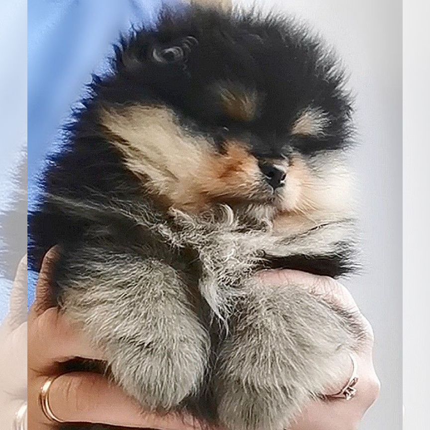 Померанский шпиц, щенок