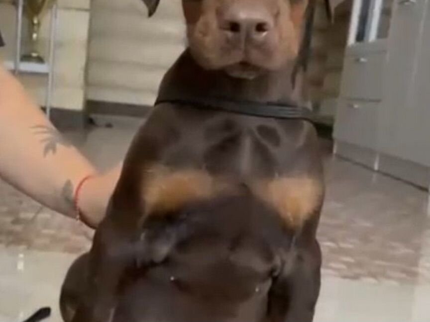 Доберман девочка из питомника