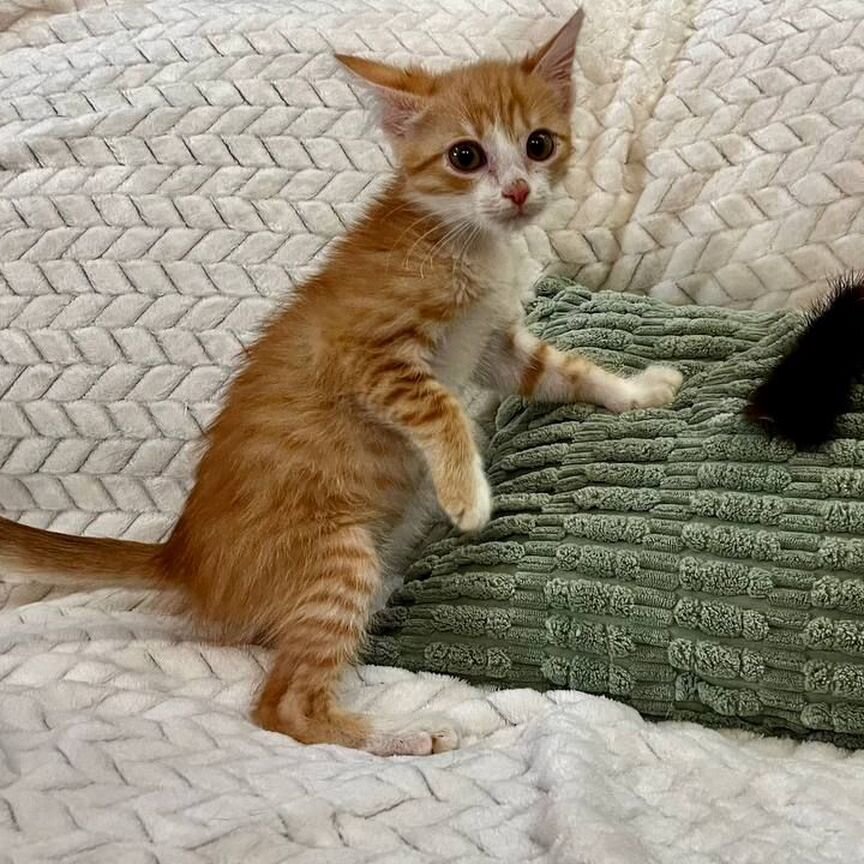 Рыжий гладкошерстный котёнок