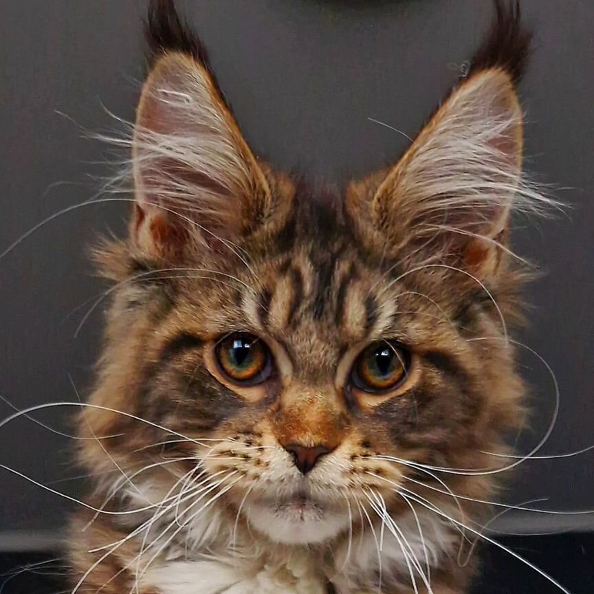 Бклочка котенок Мейн кун