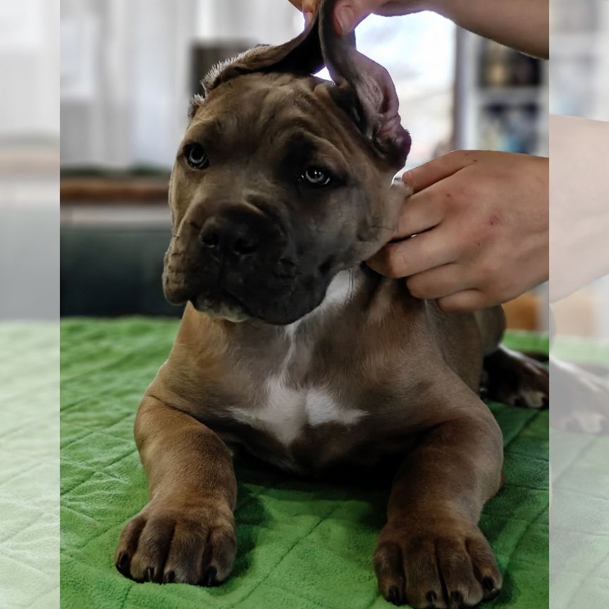 Кане-корсо, щенок