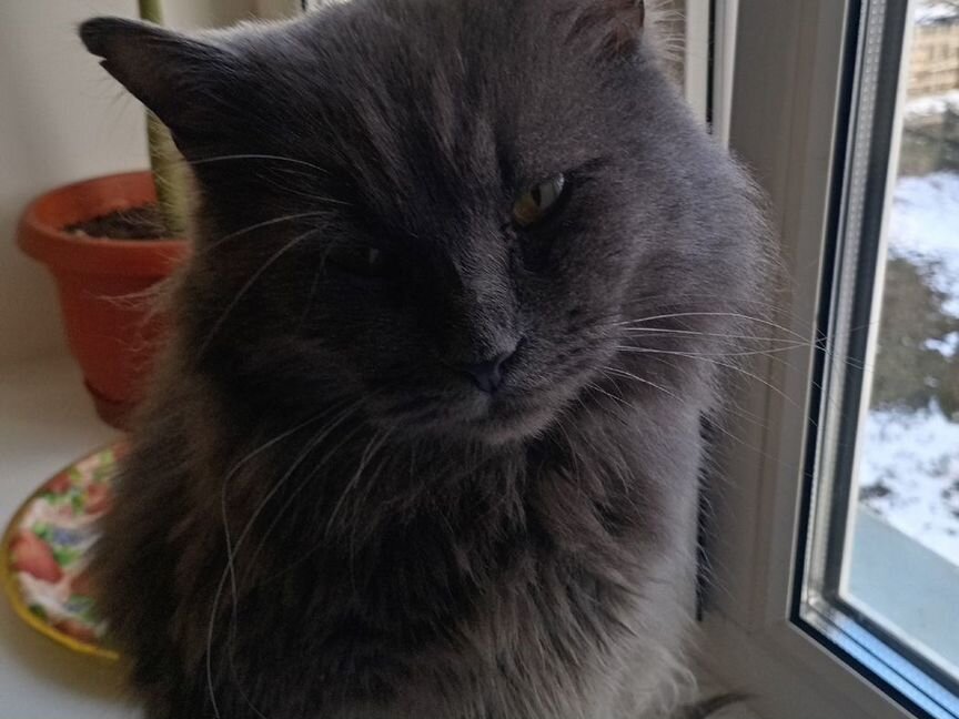 Кота выкинули. Нужен дом