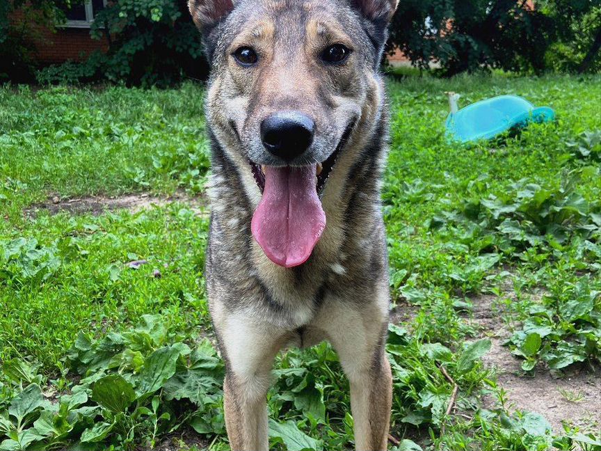 Собака Стич страдает без семьи