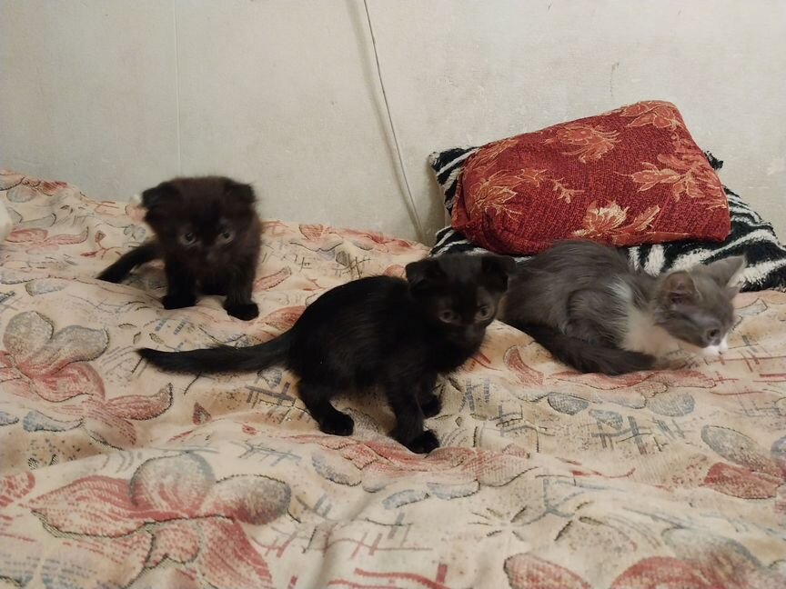 Котята в добрые руки