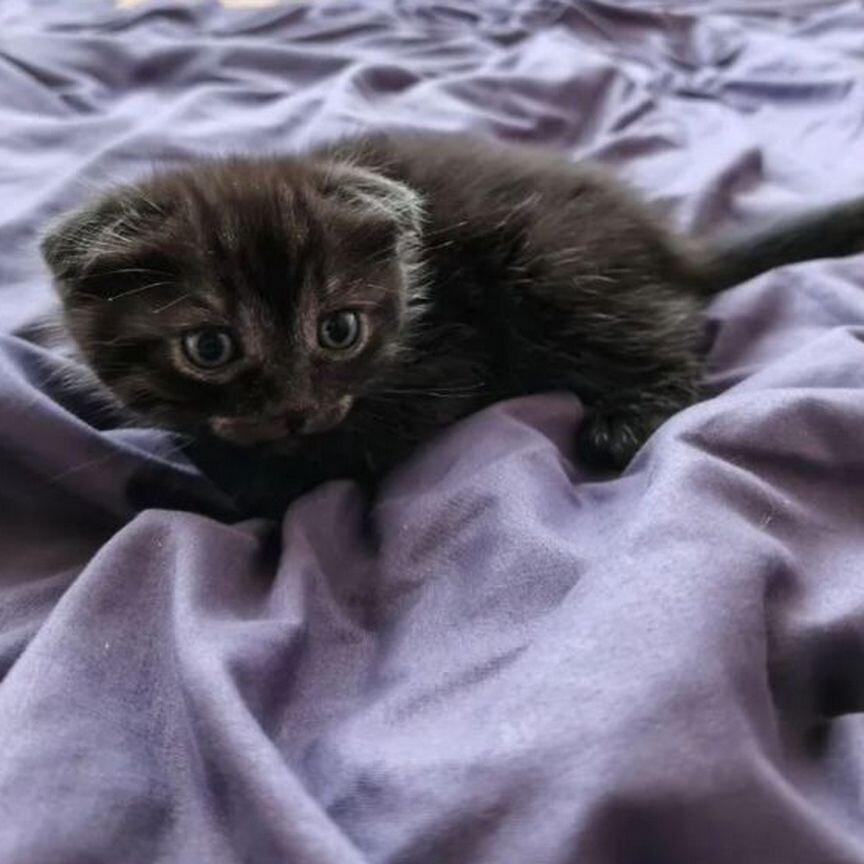 Шотландский вислоухий короткошёрстный котёнок
