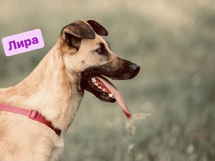 Игривая Лира ищет дом