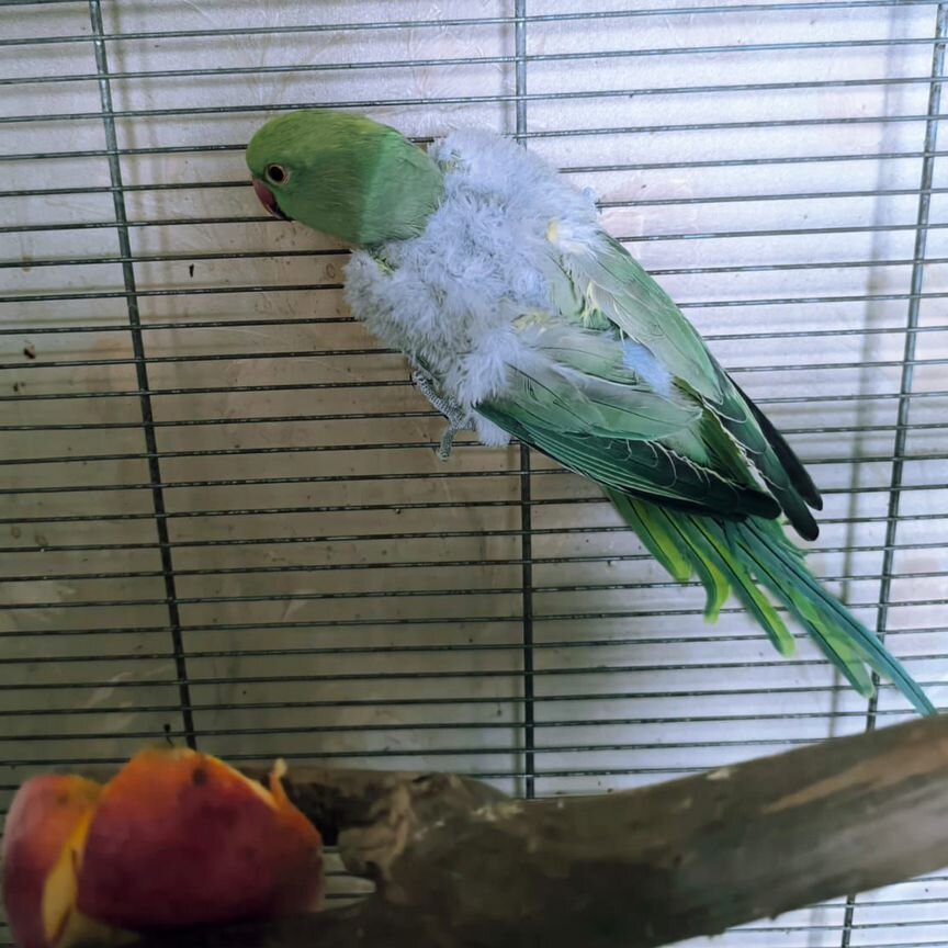 Ожереловый попугай самка с анализами