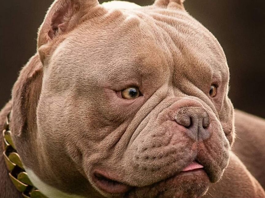 Американский булли микро экзот вязка