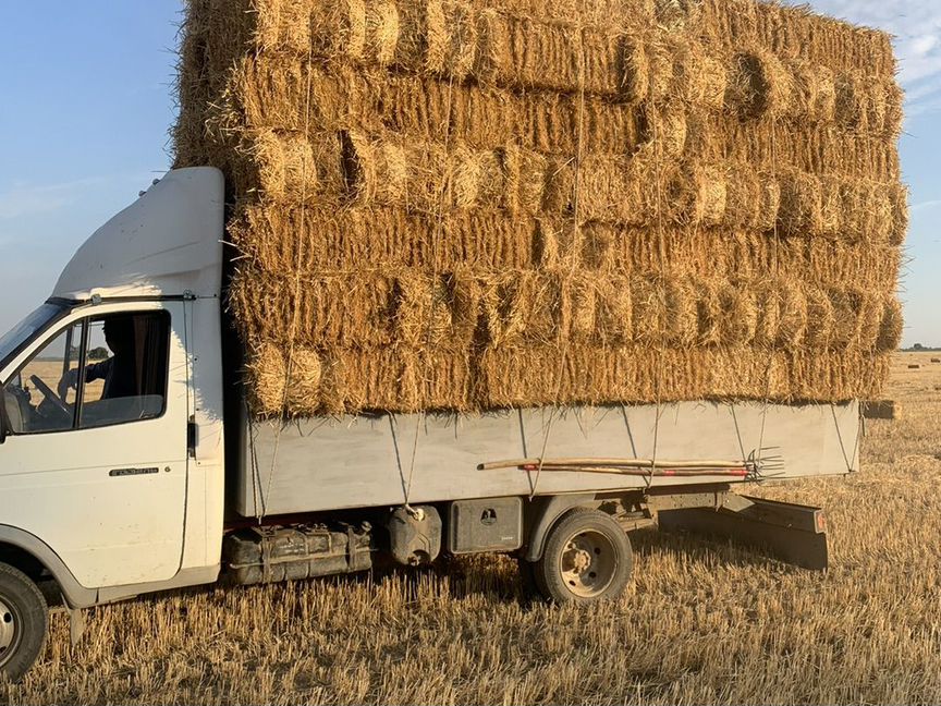 Солома в тюках ячменая