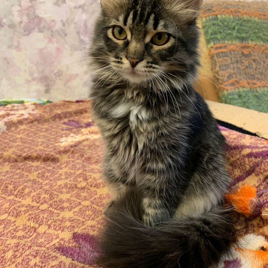 Шикарный котик Жорик ищет дом