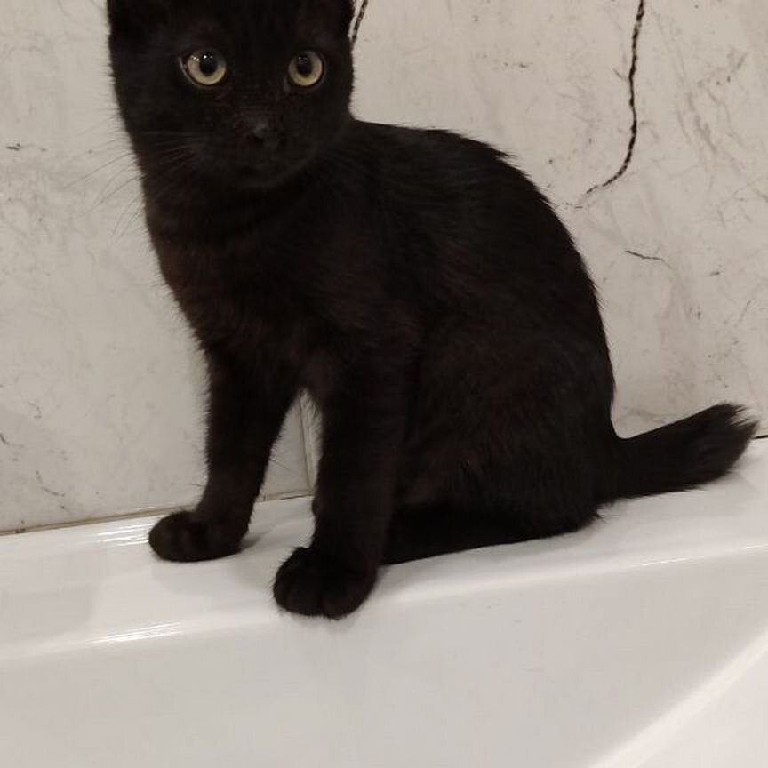 Неугомонный проказник