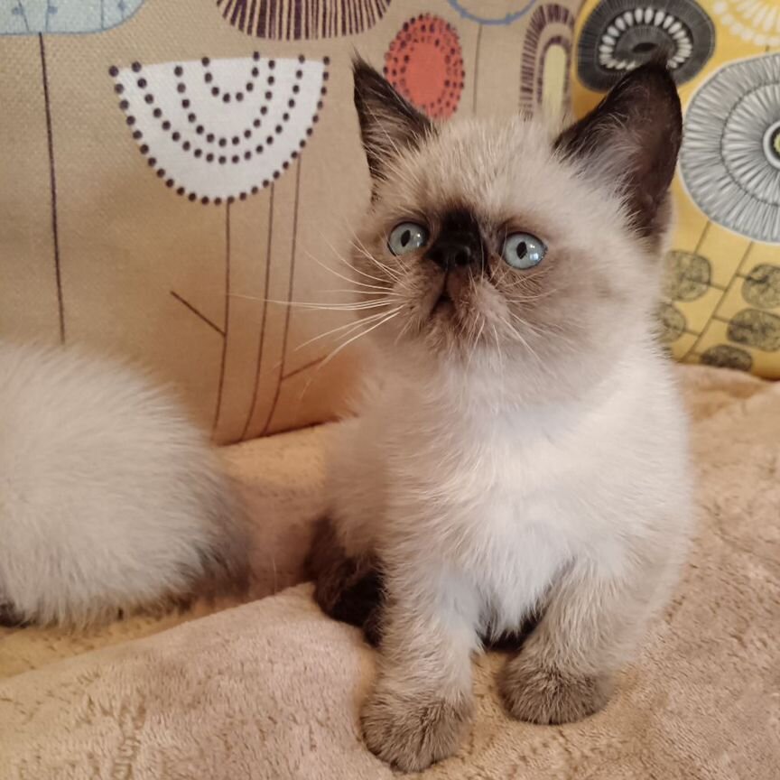 Экзотический короткошёрстный котёнок