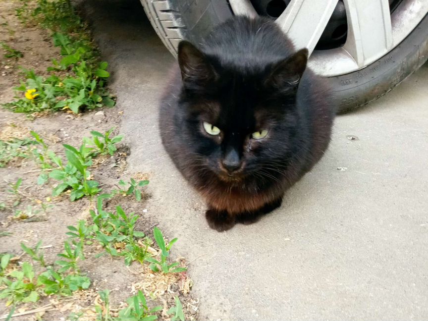 Кошечка