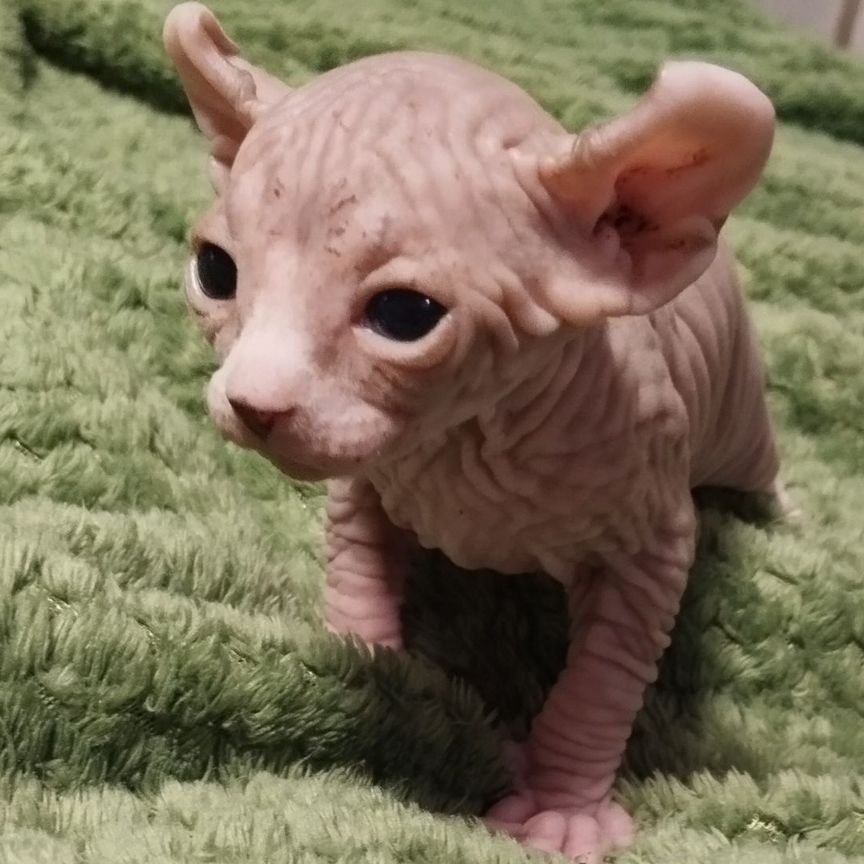 Канадский сфинкс котёнок