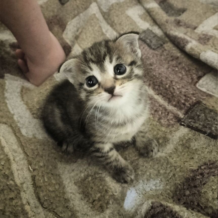 Шотландская вислоухая кошка