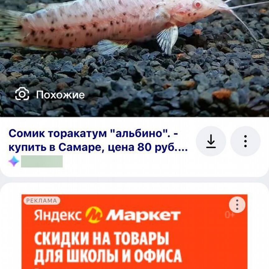 Аквариумные рыбки