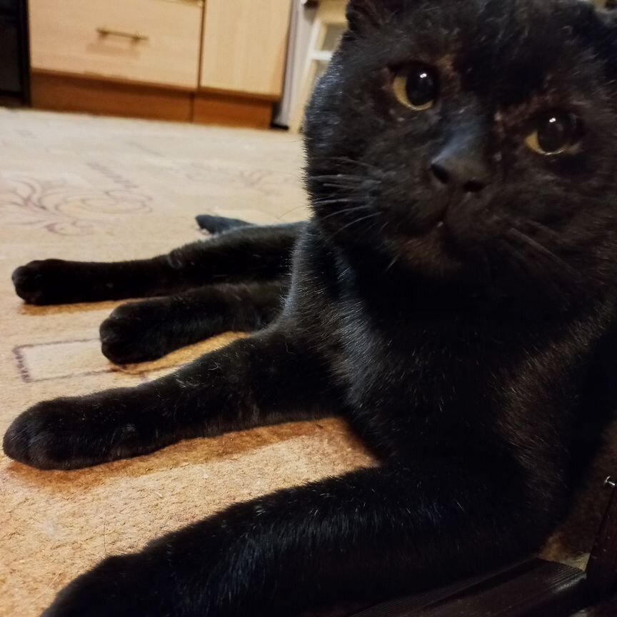 Кот мышелов