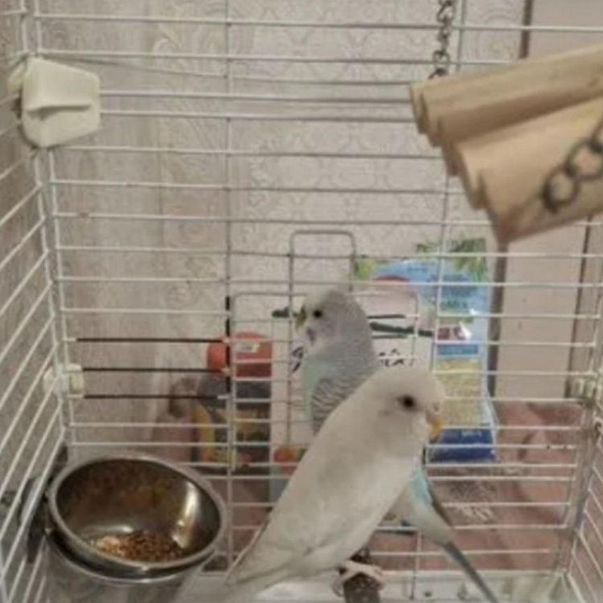 2 волнистых попугая с клеткой