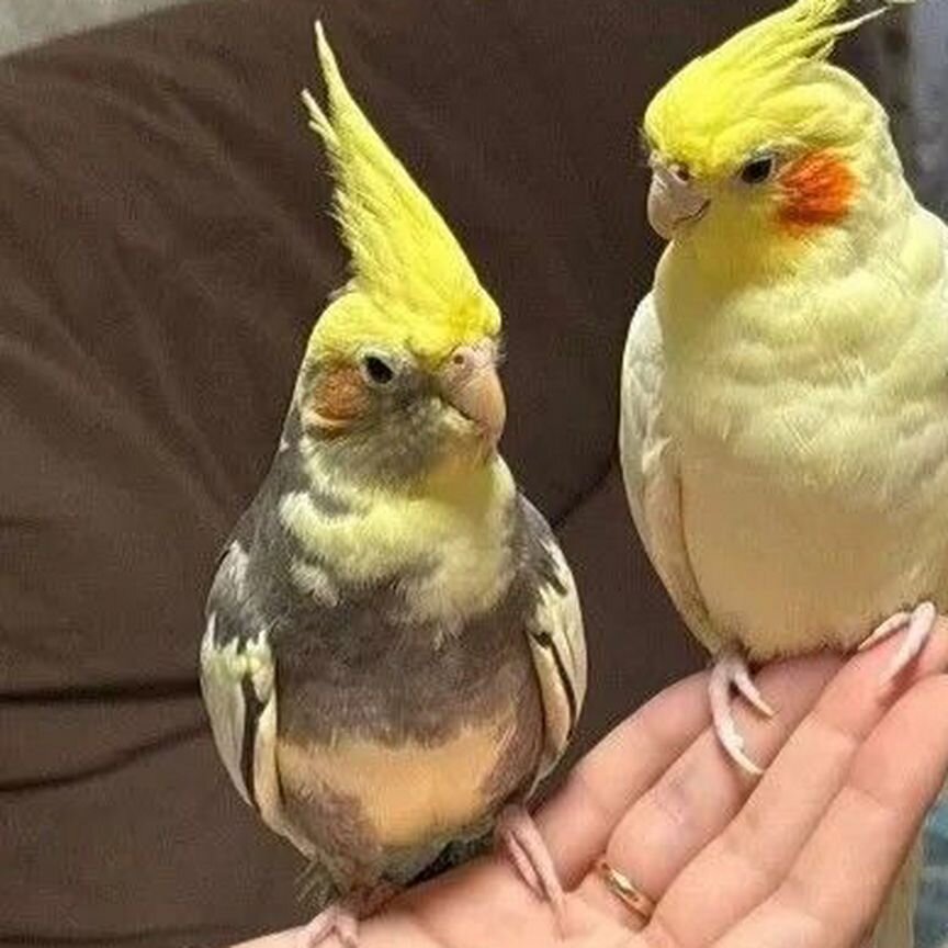 Попугай корелла с клеткой