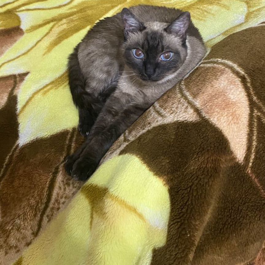 Сиамская, взрослая кошка