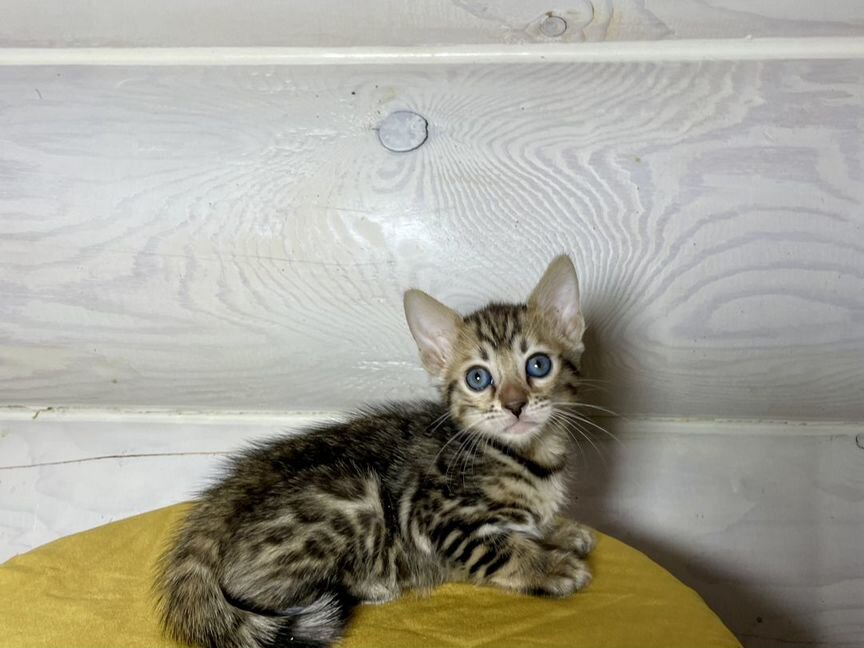 Бенгальские котята
