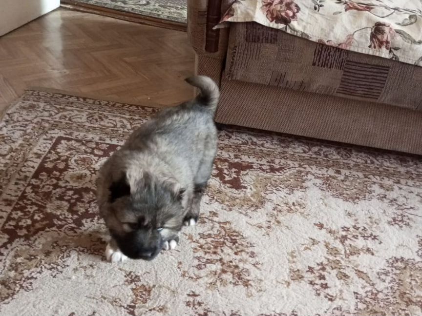 Среднеазиатская авчачарка