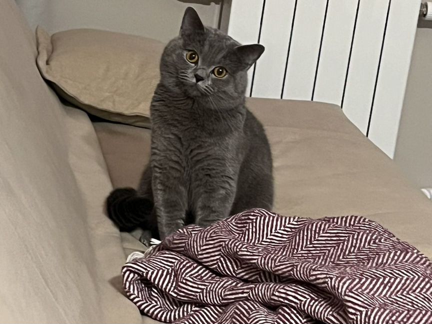 Шотландский котик для вязки