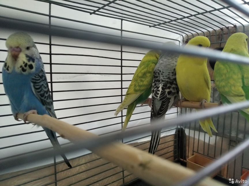 Волнистые выставочные попугаи-чехи