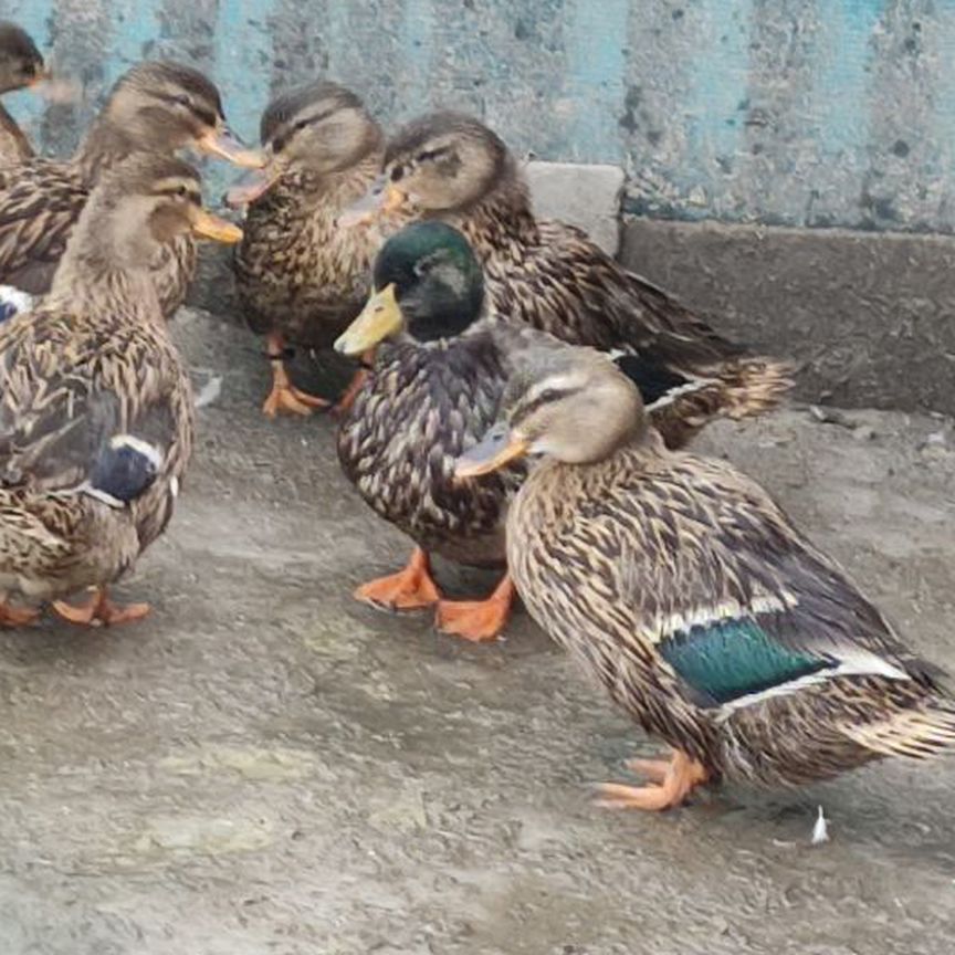 Подсадные утки