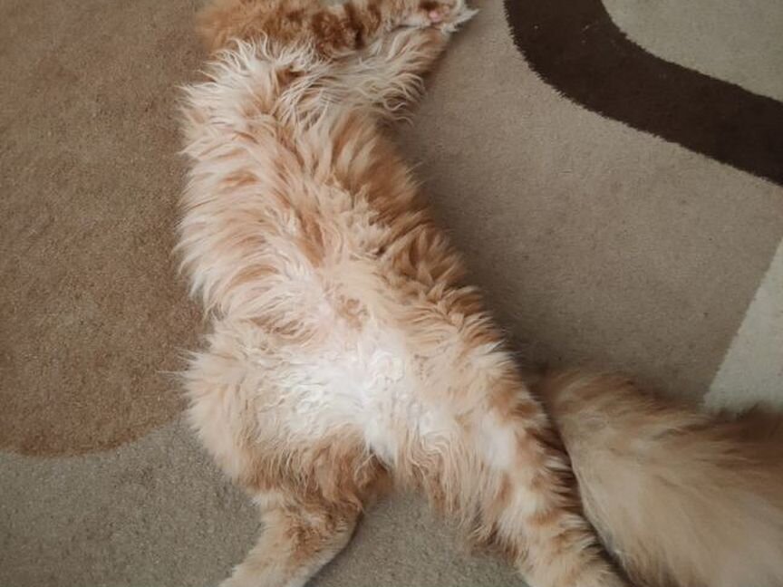 Мейкун на вязку