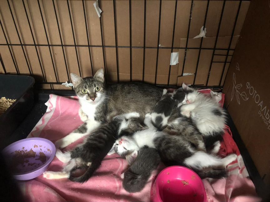 Котята ищут дом