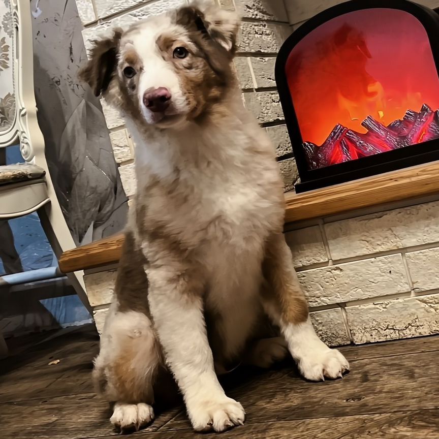 Австралийская овчарка, щенок