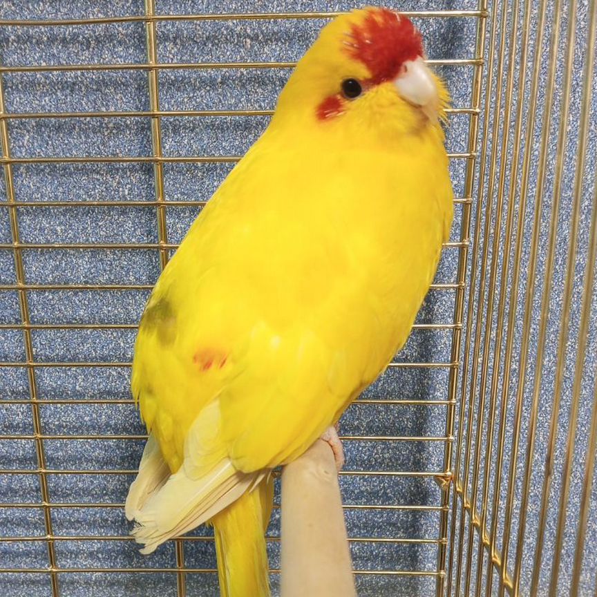 Новозеландский попугай (каркарик)