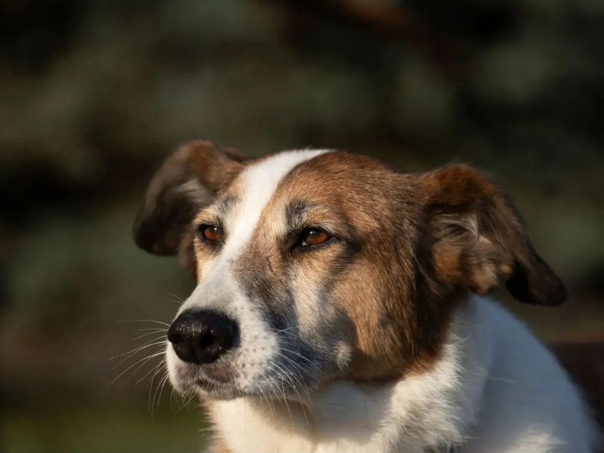 Собака давно ищет дом