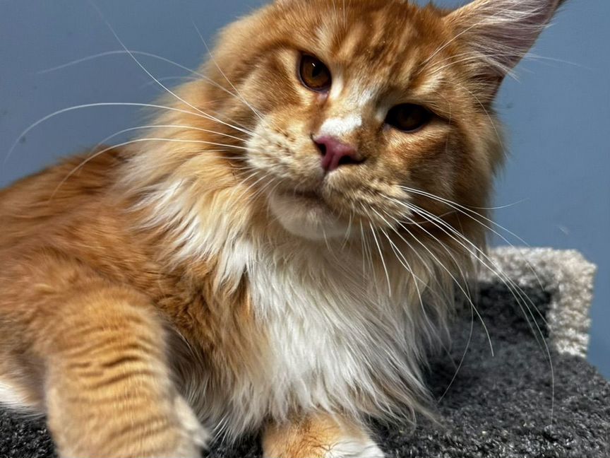 Котята Мейн кун