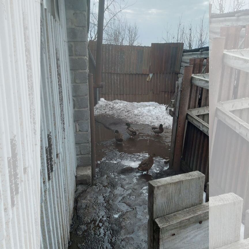 Подсадные утки