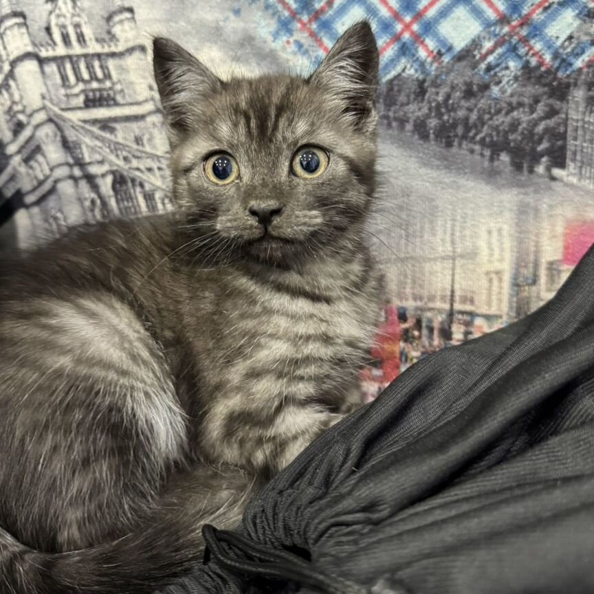 Котёнок в добрые руки