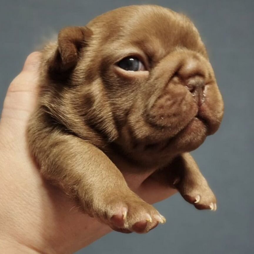 Шоколадные французкие булочки