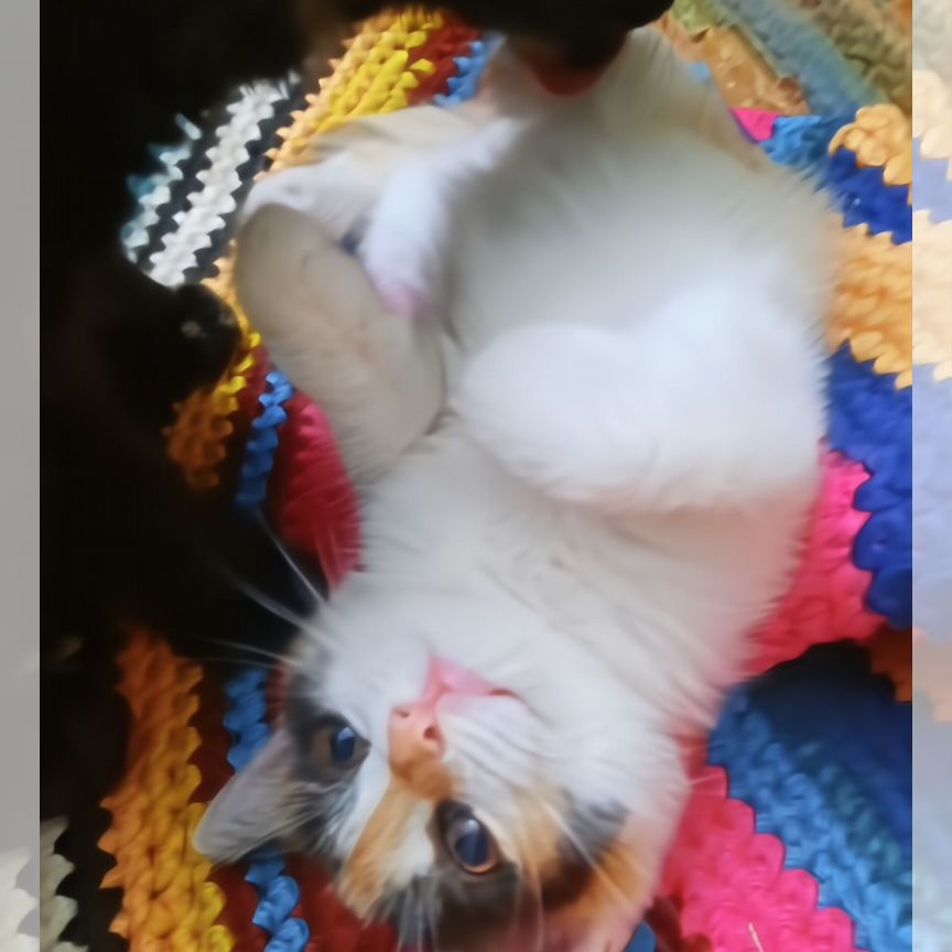 Котенок