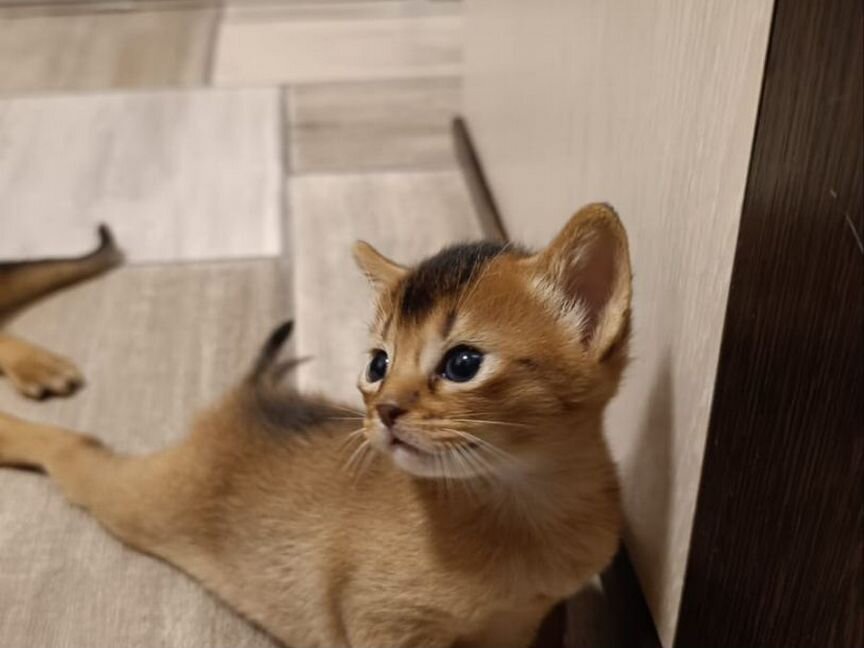Абиссинские котята