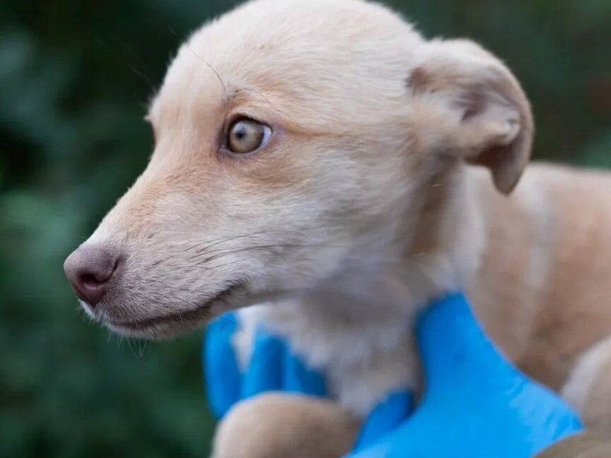 Щенок в лучшие руки